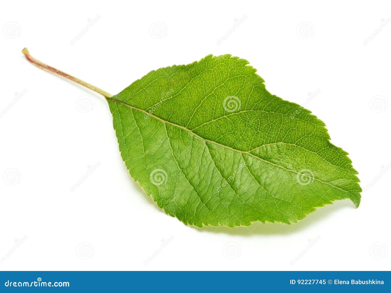 Hojas De Manzano Verde Acabar Con El Oídio En Manzano Idai Nature