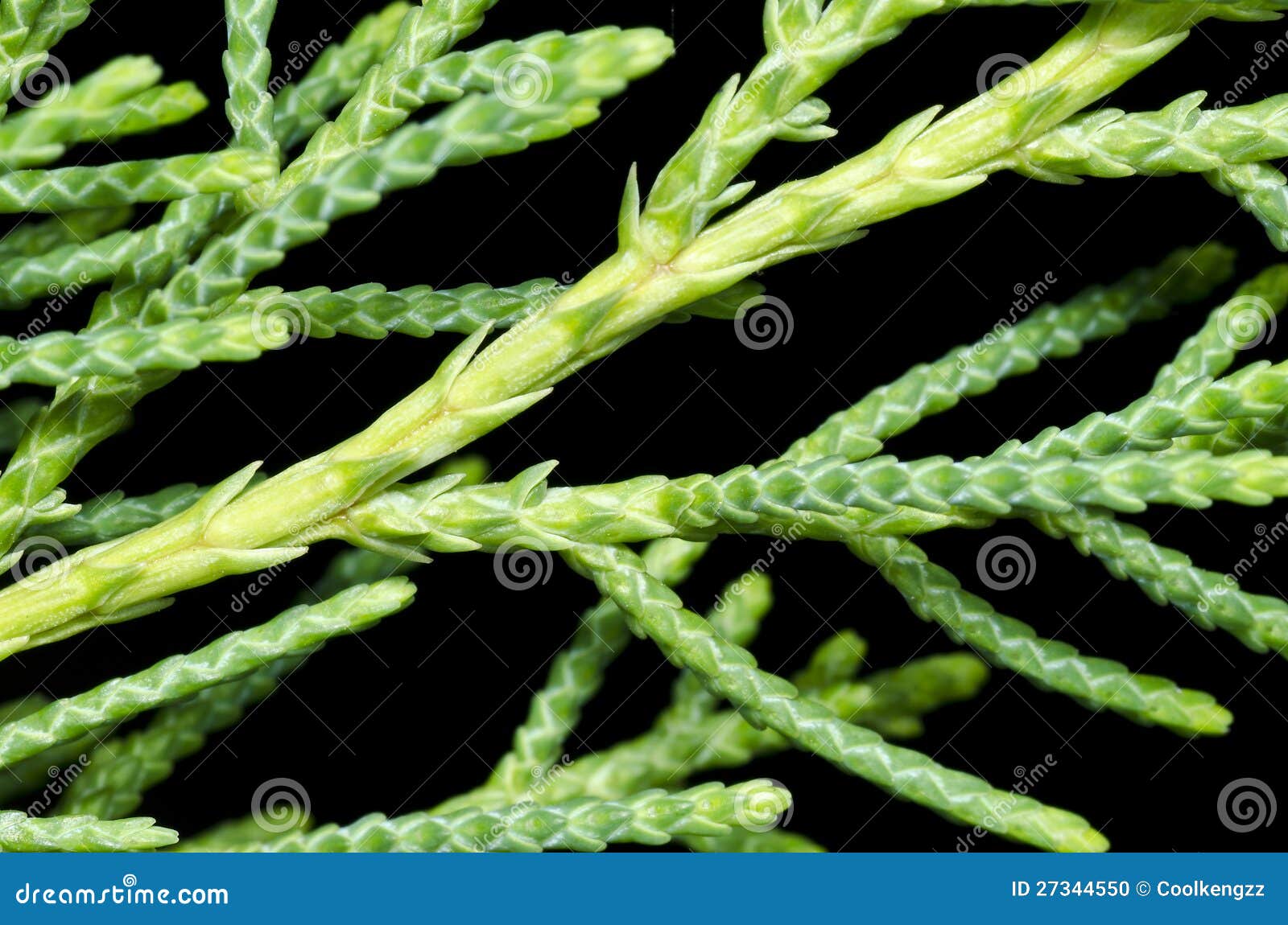 Hoja Del Pino (Juniperus Chinensis) Foto de archivo - Imagen de ...