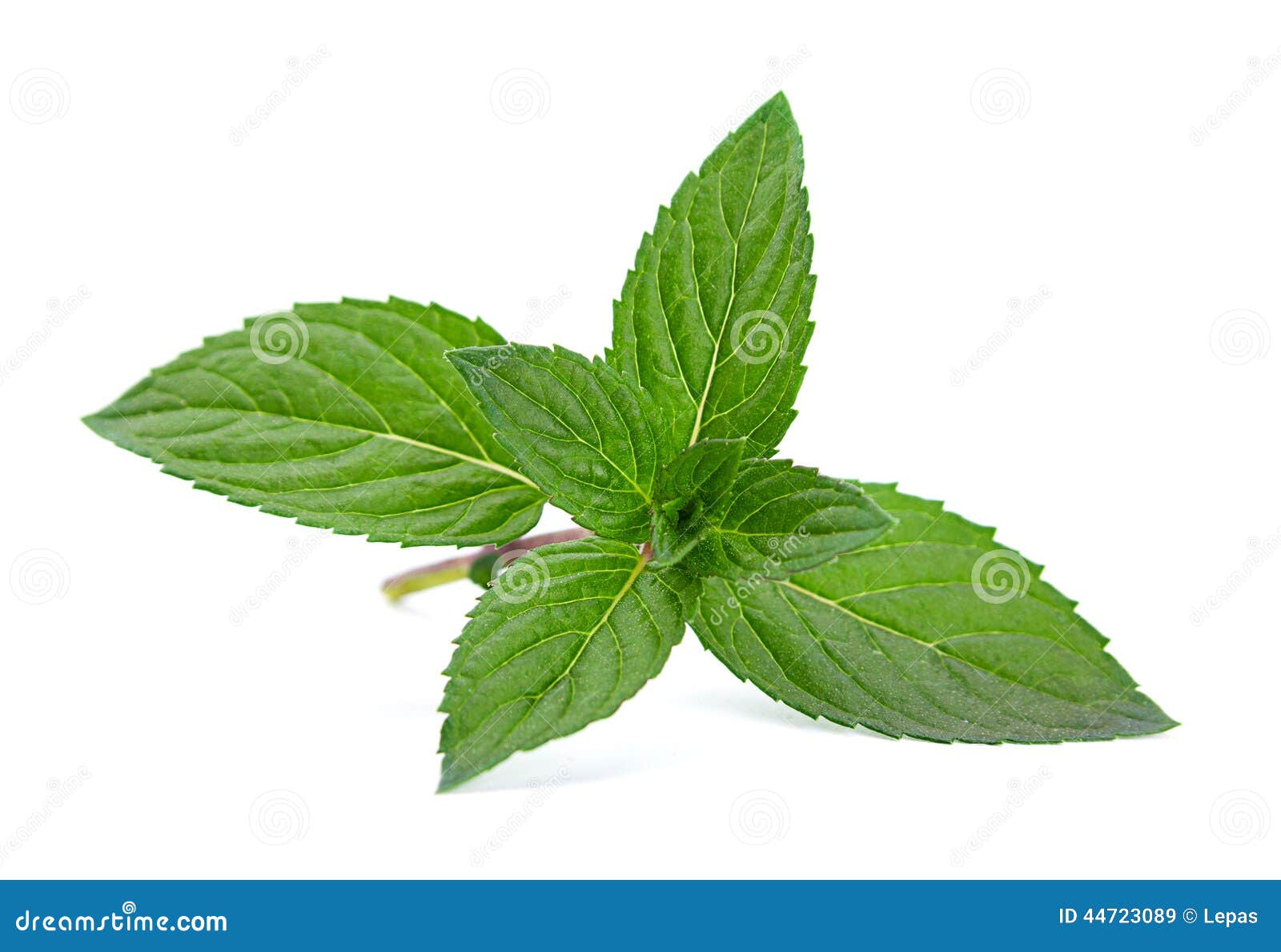 Hoja Del Primer De La Hierbabuena Imagen de archivo - Imagen de flor ...