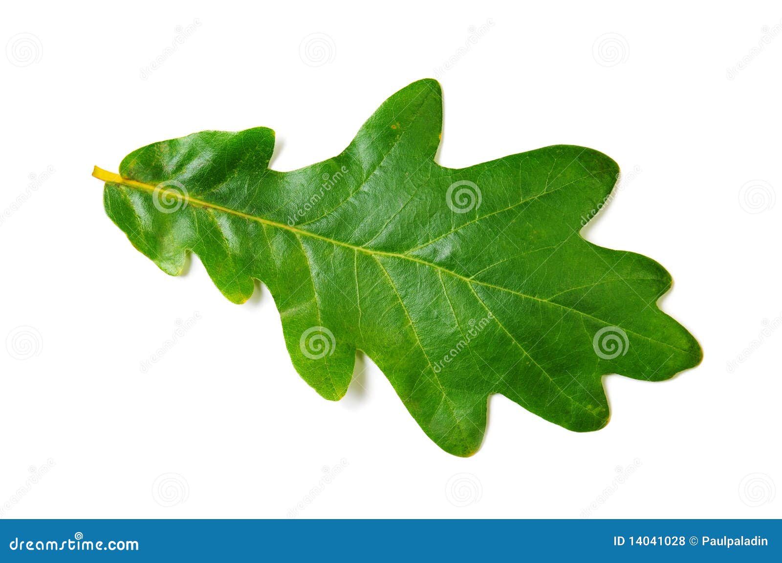 Hoja del roble foto de archivo. Imagen de planta, aislado - 14041028