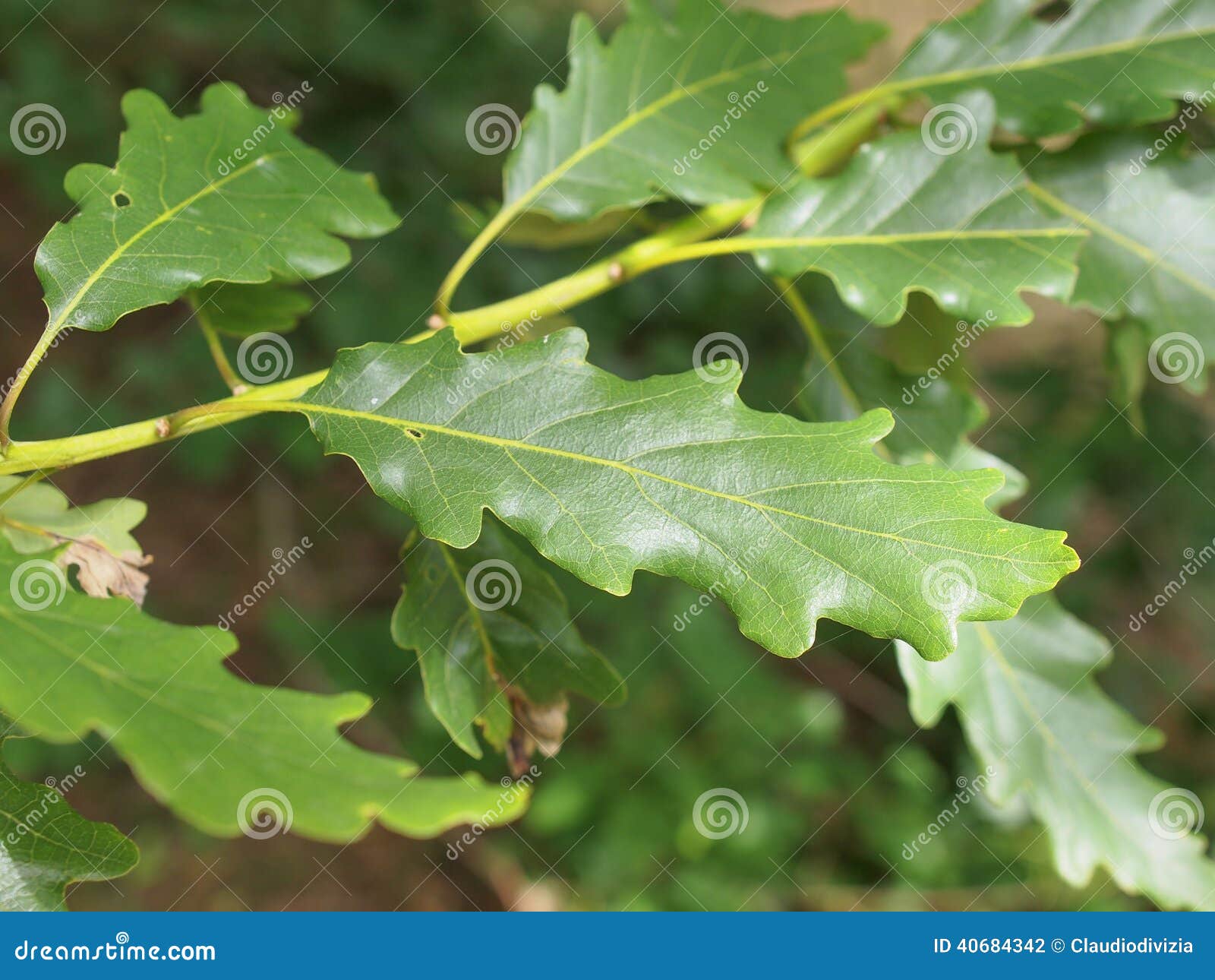 Hoja del roble foto de archivo. Imagen de detalle, hojas - 40684342