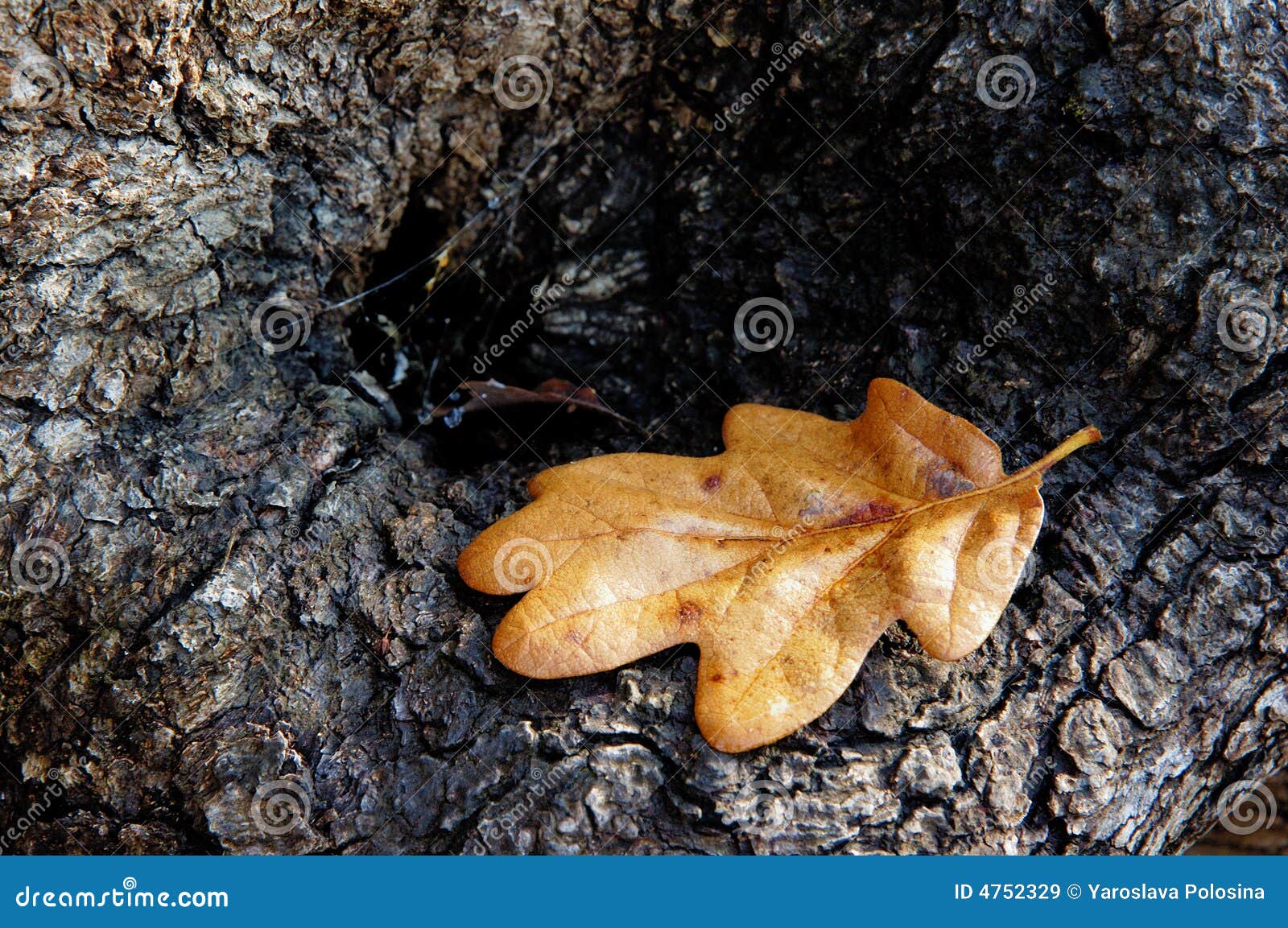 Hoja del roble imagen de archivo. Imagen de roble, bosque - 4752329