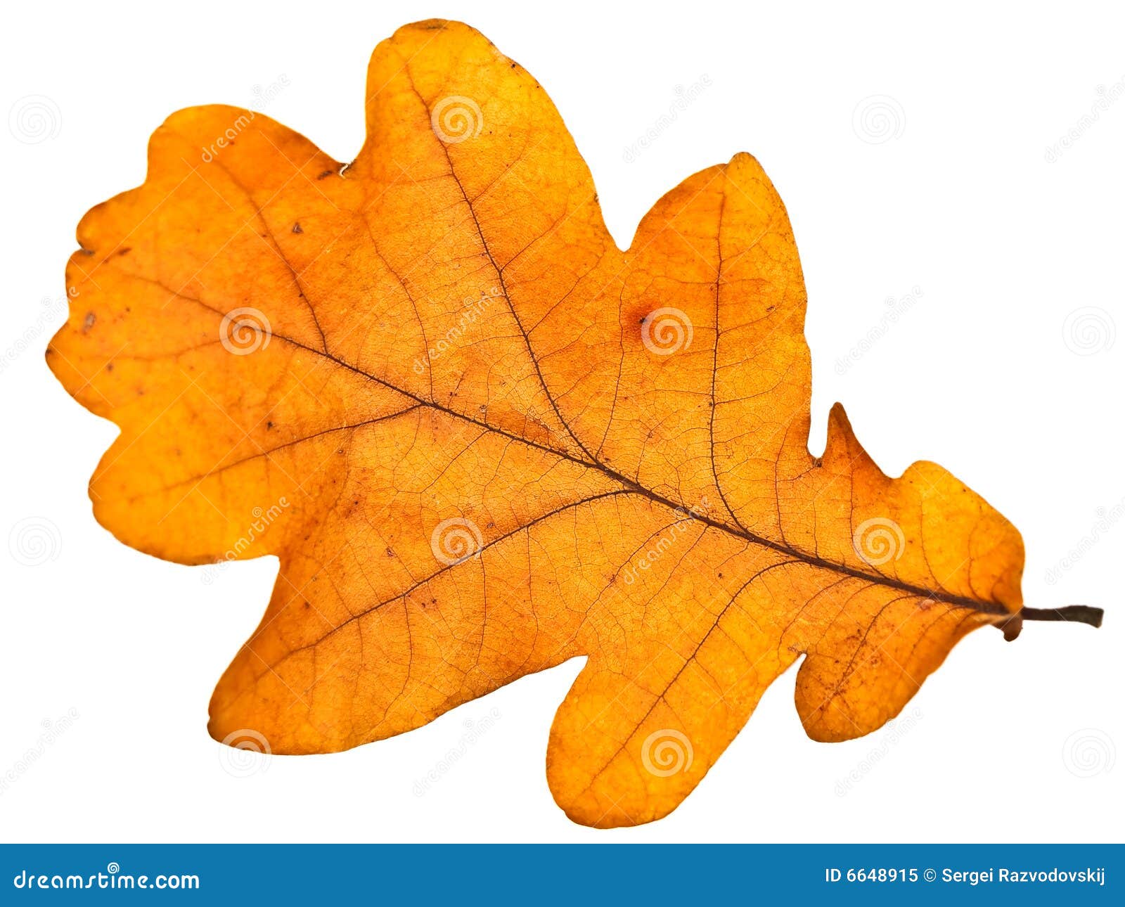 Hoja del roble imagen de archivo. Imagen de ambiental - 6648915