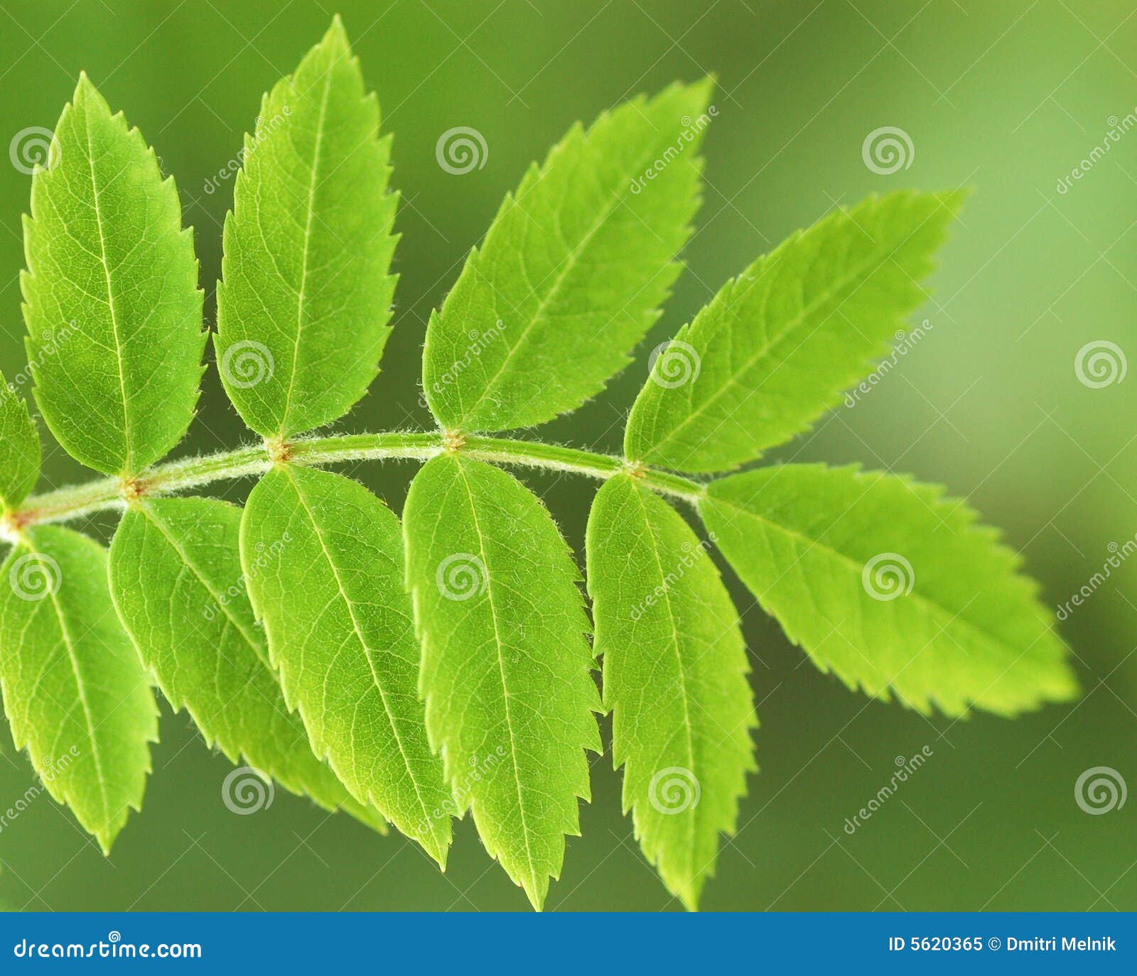 Hoja del serbal imagen de archivo. Imagen de color, arbusto - 5620365