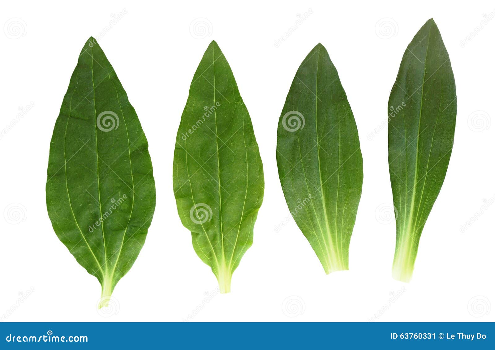 Hoja Del Soapwort Y Del Clavel Imagen de archivo - Imagen de paralelo ...