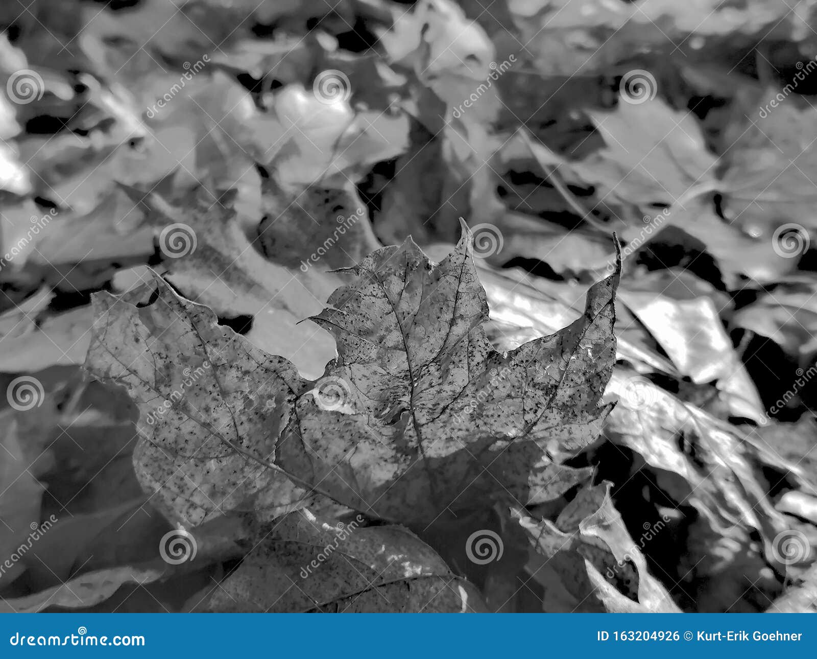 Hoja en blanco y negro foto de archivo. Imagen de hoja - 163204926
