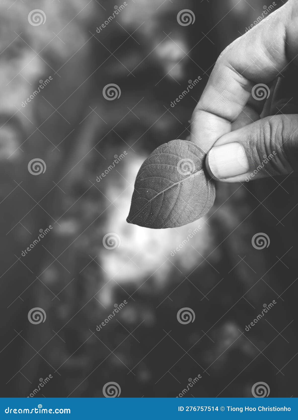 Hoja en blanco y negro foto de archivo. Imagen de exterior - 276757514