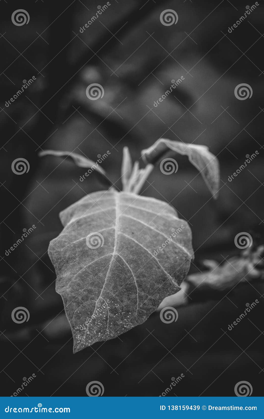 Hoja En Imagen Blanco Y Negro Imagen de archivo - Imagen de hoja, tomar ...
