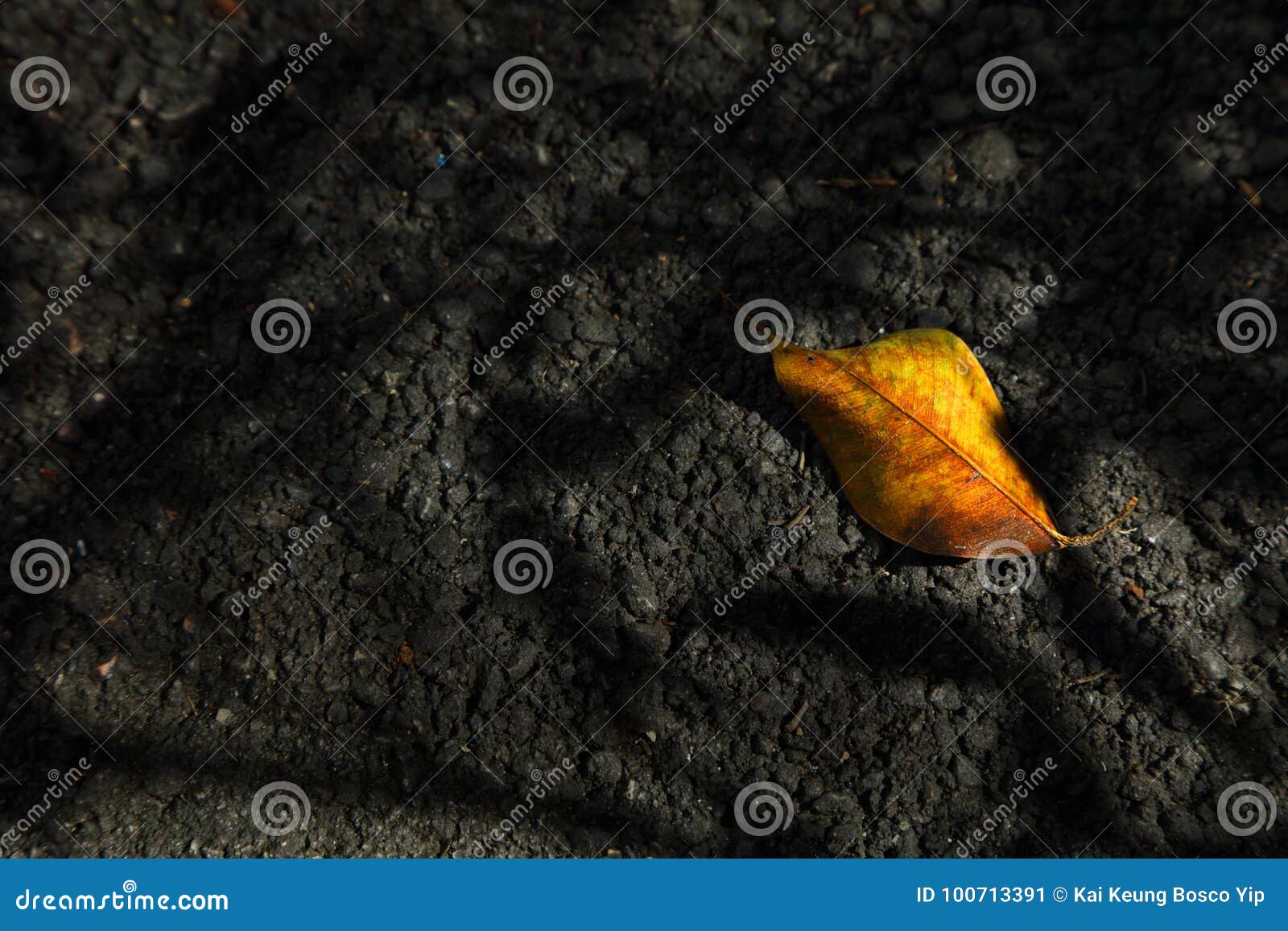 Hoja en negro imagen de archivo. Imagen de perspectiva - 100713391
