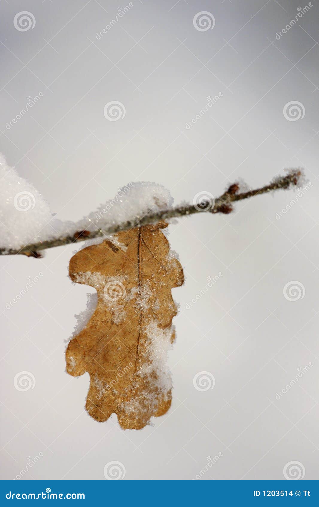 Hoja escarchada foto de archivo. Imagen de escarcha, escarchado - 1203514