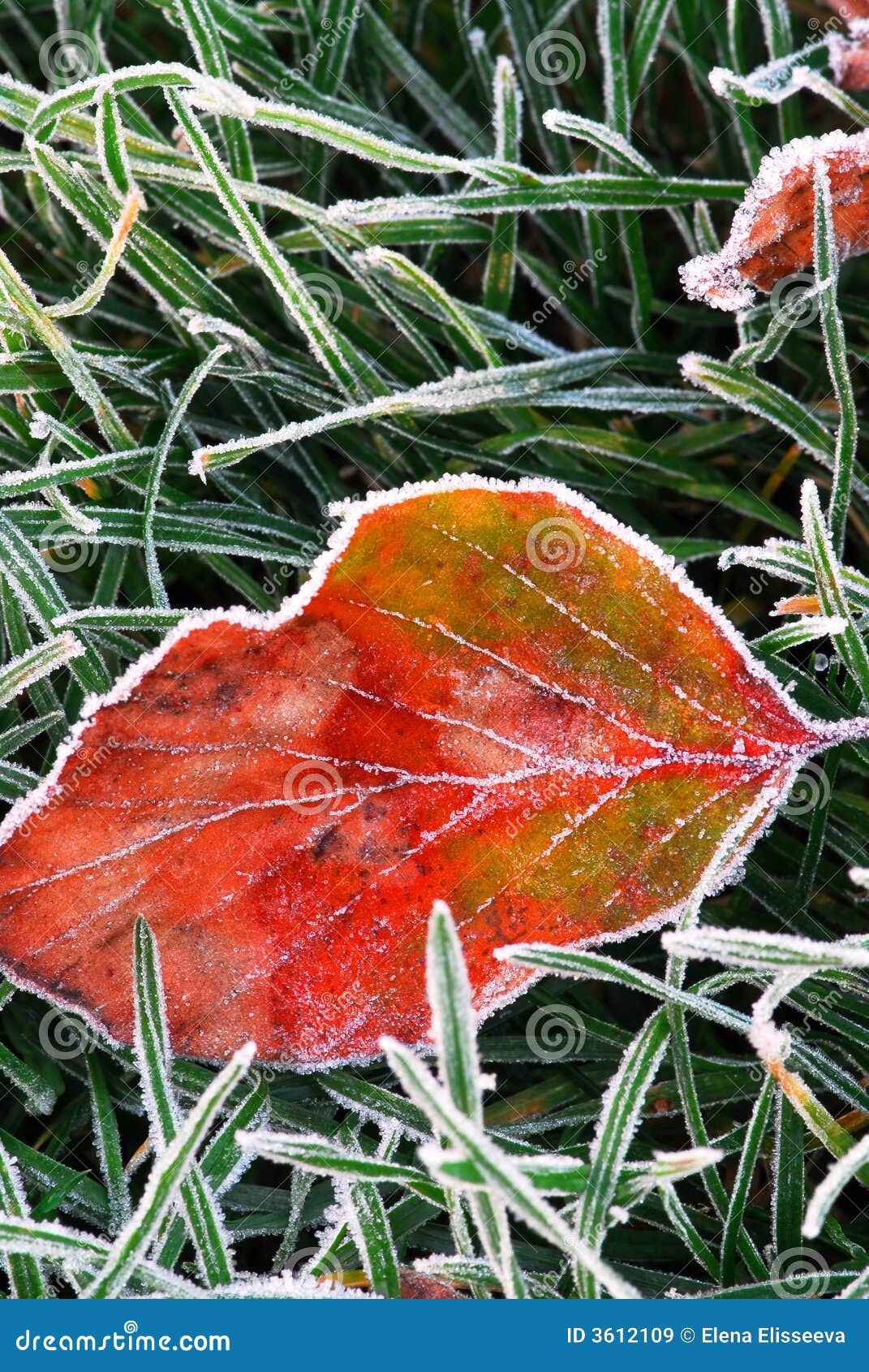 Hoja escarchada imagen de archivo. Imagen de hierba, detalle - 3612109