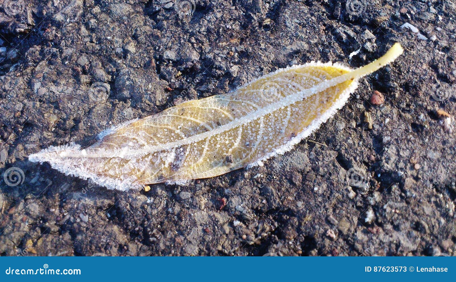 Hoja escarchada imagen de archivo. Imagen de enredar - 87623573