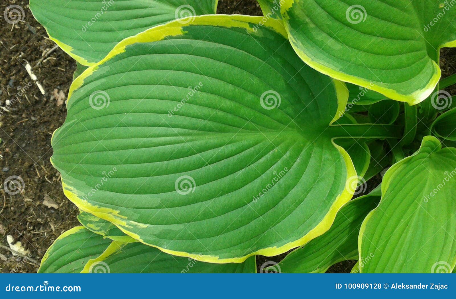 Hoja formada redonda foto de archivo. Imagen de casero - 100909128