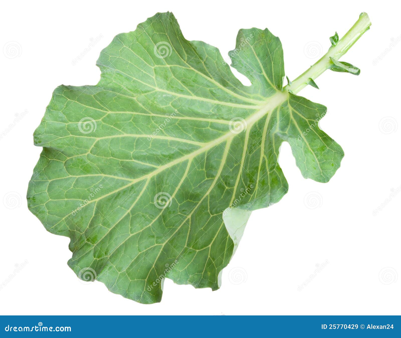 Hoja Fresca De La Col Verde Imagen de archivo - Imagen de vegetariano ...