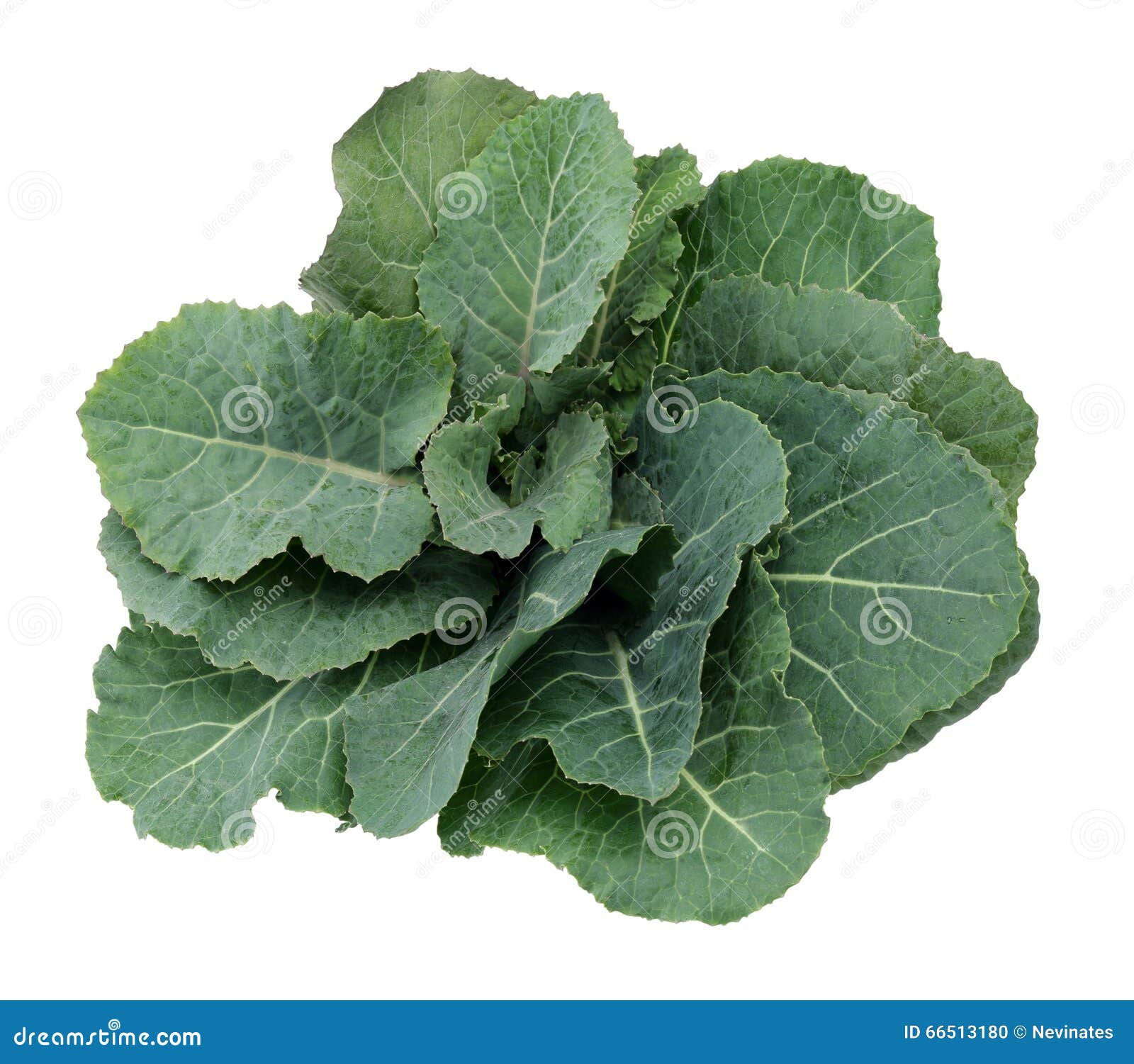 Hoja Fresca De La Col Verde Foto de archivo - Imagen de primer, aislado ...