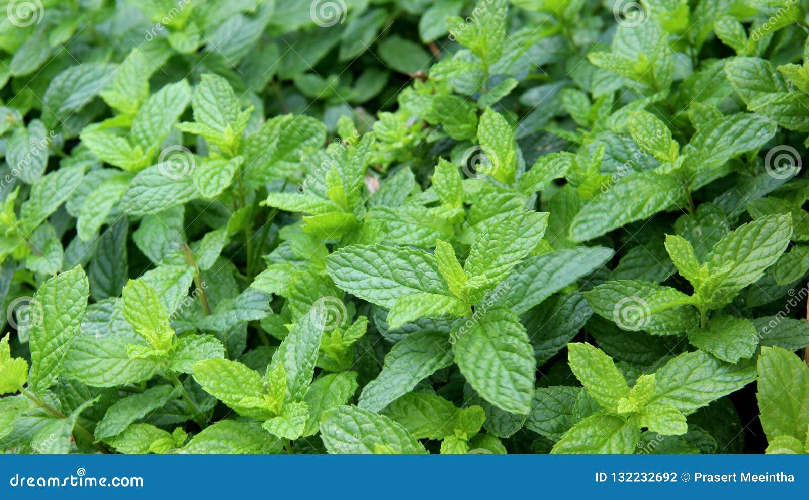 Hoja Fresca De La Hierbabuena Foto de archivo - Imagen de cierre, verde ...