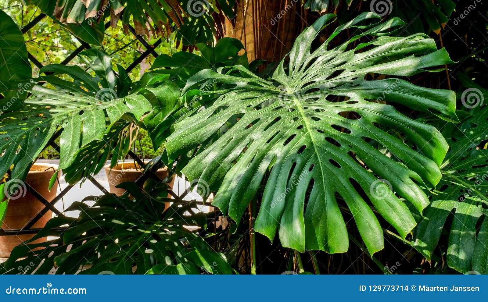 Hoja gigante del monstera foto de archivo. Imagen de verano - 129773714