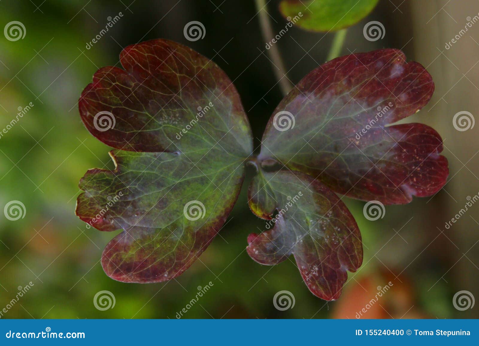 Hoja Hermosa De La Planta Amarga Hoja Colorida En Forma De La Mariposa ... Hoja Hermosa De La Planta Amarga Hoja Colorida En Forma De La Mariposa ...
