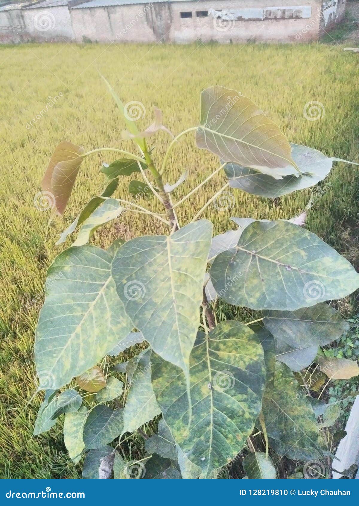 Hoja Hermosa Del Color Verde Foto de archivo - Imagen de hoja ...