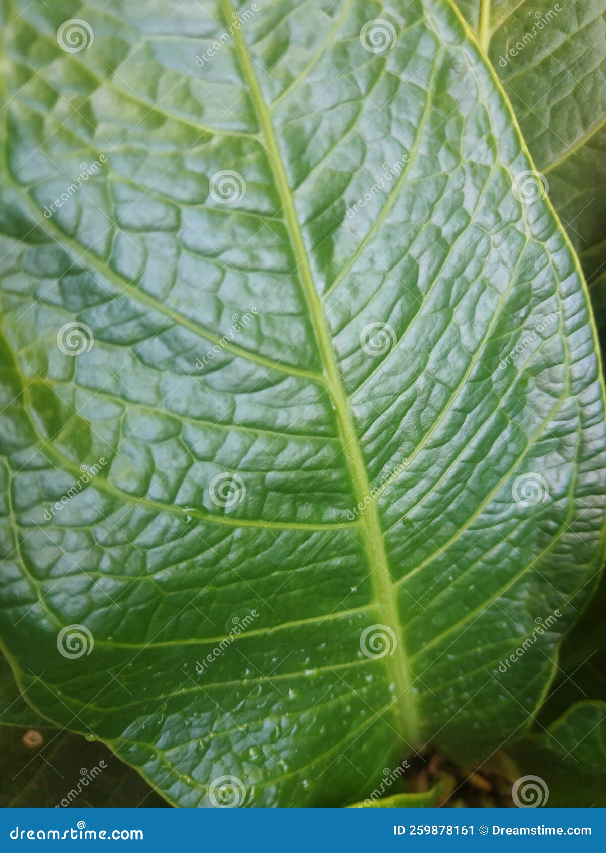 Hoja Jemani Tipo Planta Ornamental Imagen de archivo - Imagen de planta ...