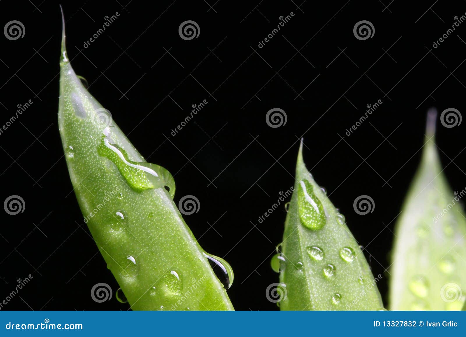 Hoja mojada foto de archivo. Imagen de horticultura, exuberante - 13327832