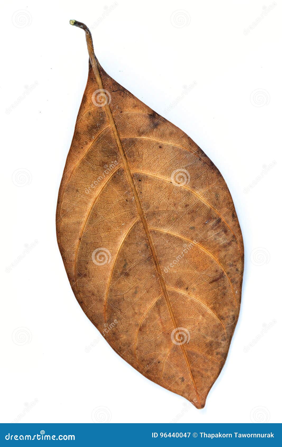 Hoja muerta imagen de archivo. Imagen de tierra, travieso - 96440047