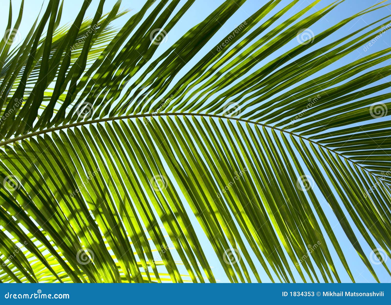Hoja N5 De La Palmera Fotos de archivo - Imagen: 1834353