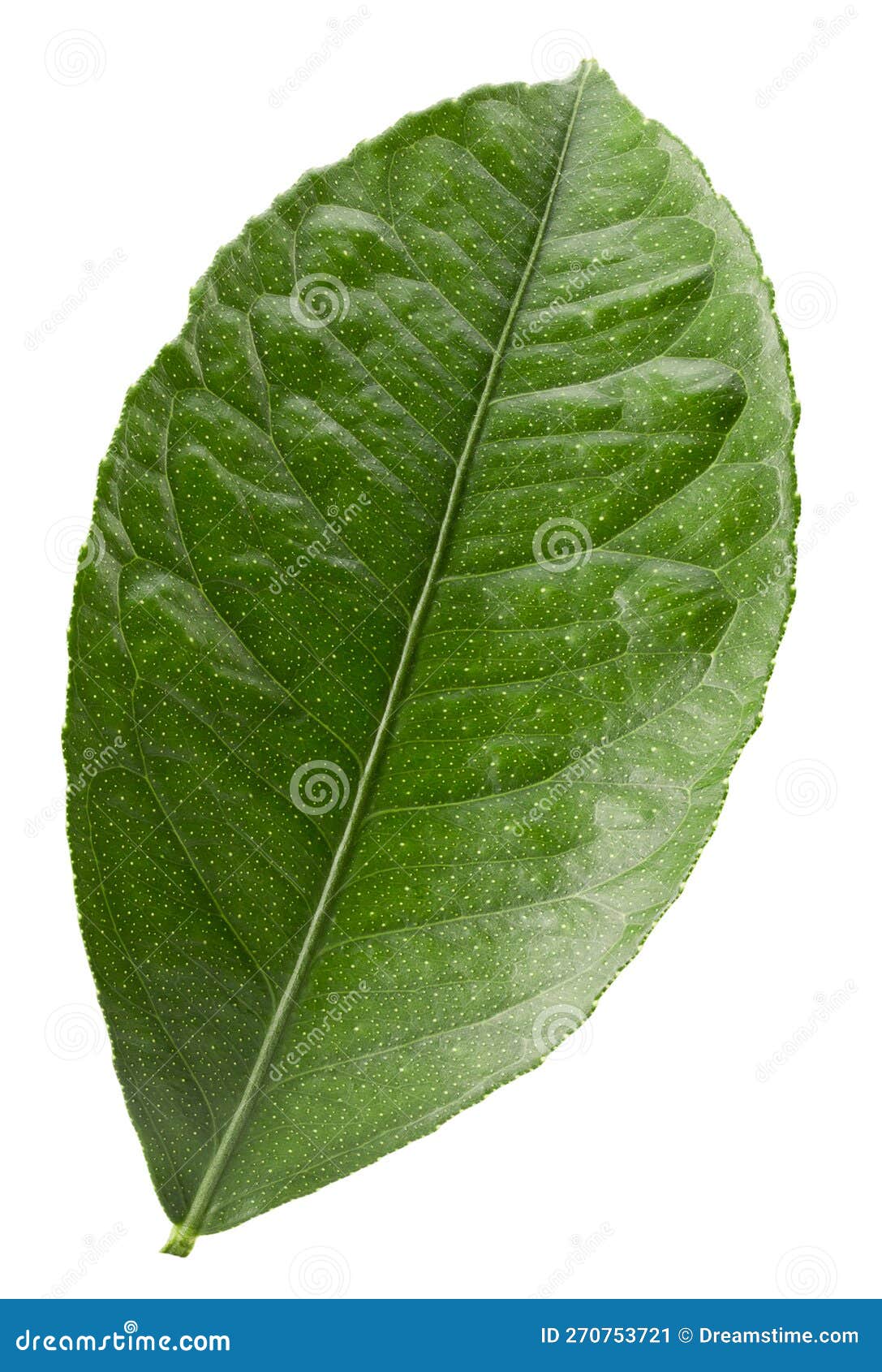 Hoja Naranja Aislada En Un Fondo Blanco Imagen de archivo - Imagen de ...