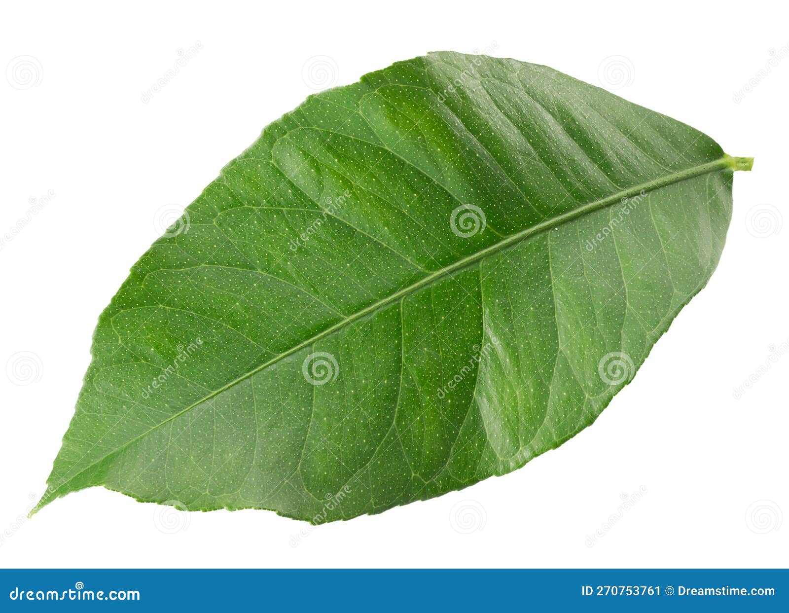 Hoja Naranja Aislada En Un Fondo Blanco Imagen de archivo - Imagen de ...