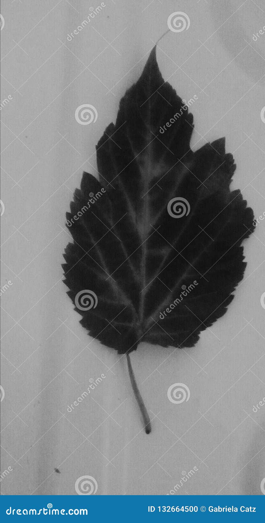 Hoja negra stock de ilustración. Ilustración de grande - 132664500