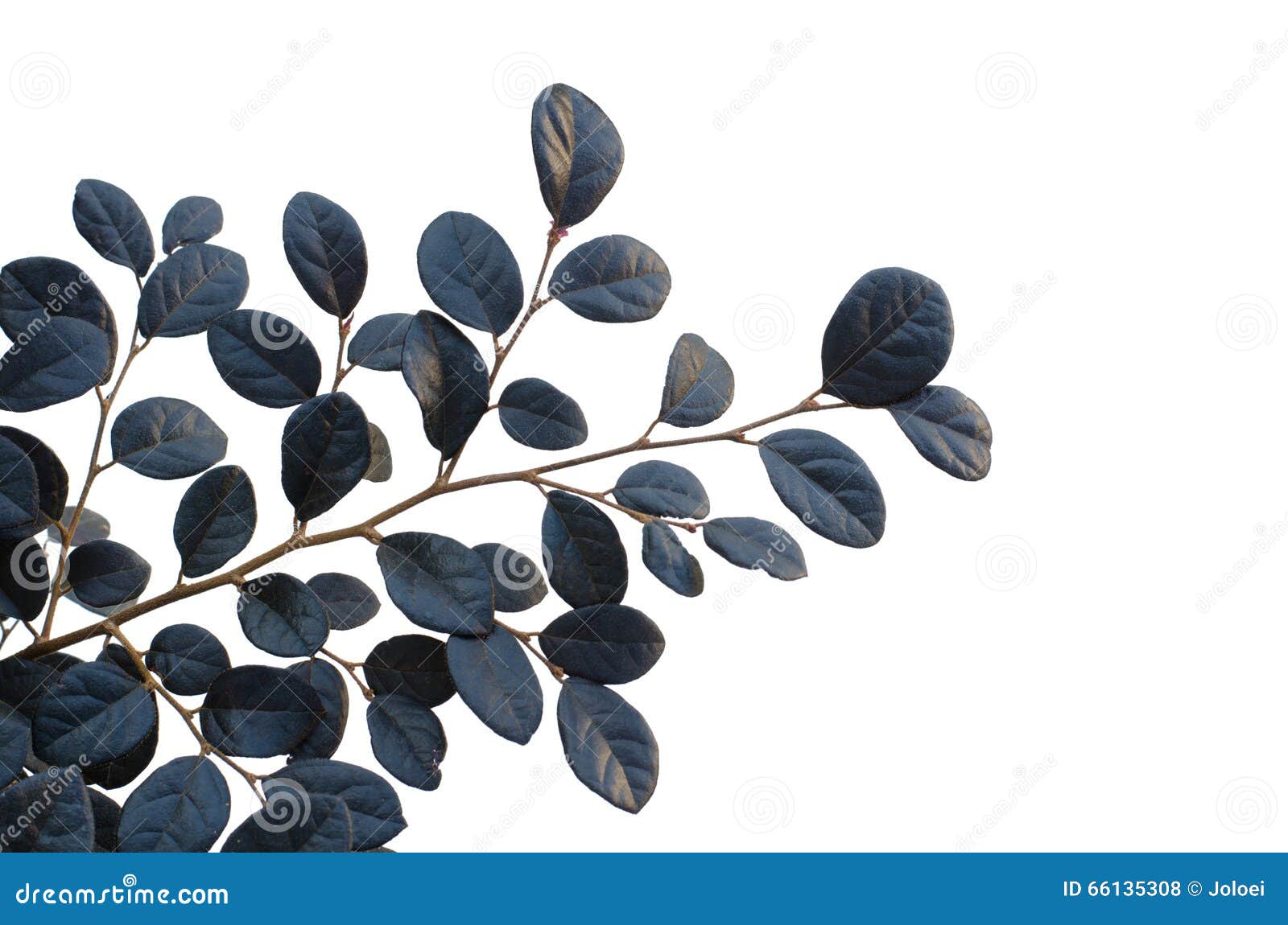 Hoja negra foto de archivo. Imagen de negro, manojo, hoja - 66135308