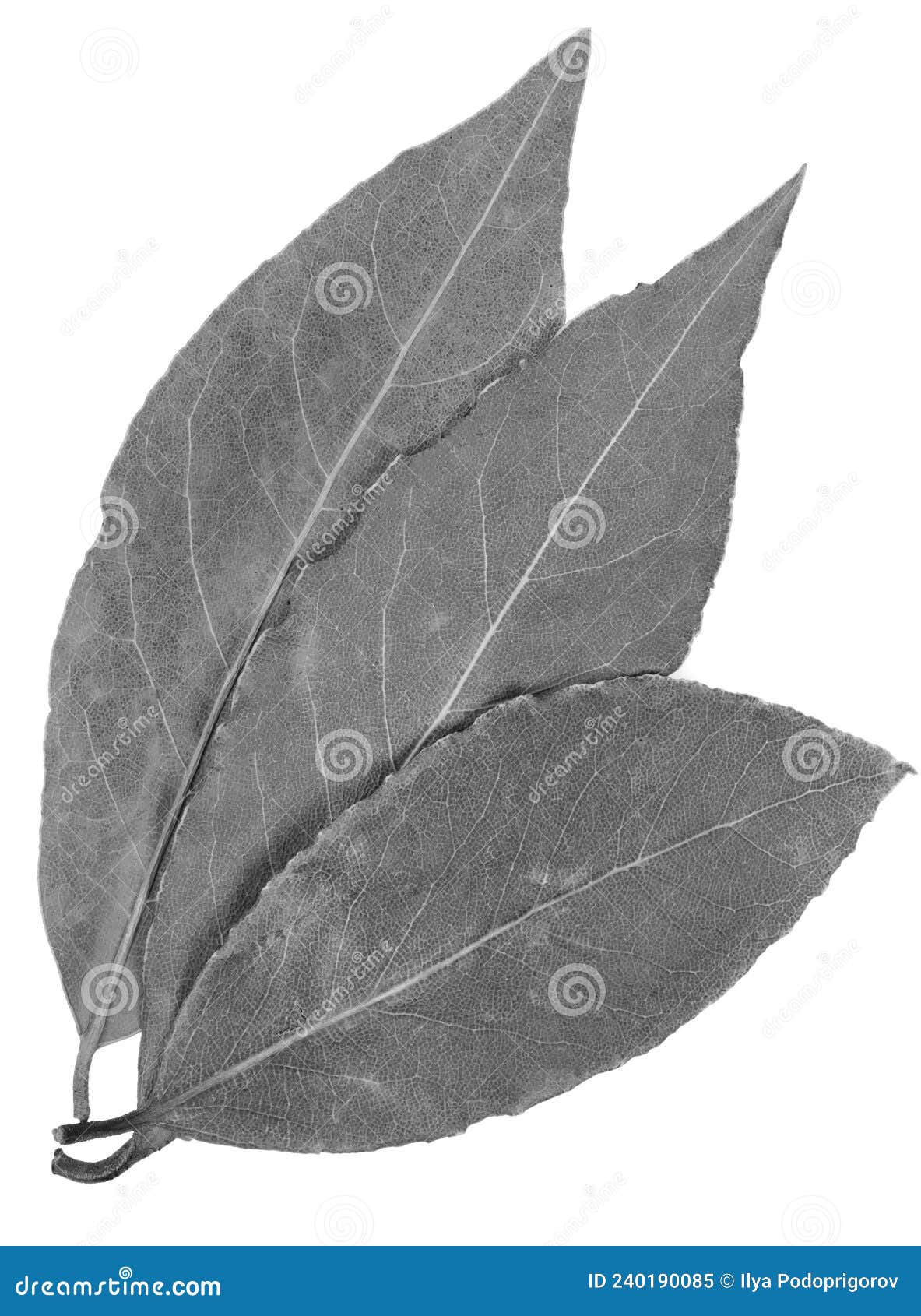 Hoja Negra Aislada En Fondo Blanco Imagen de archivo - Imagen de ...