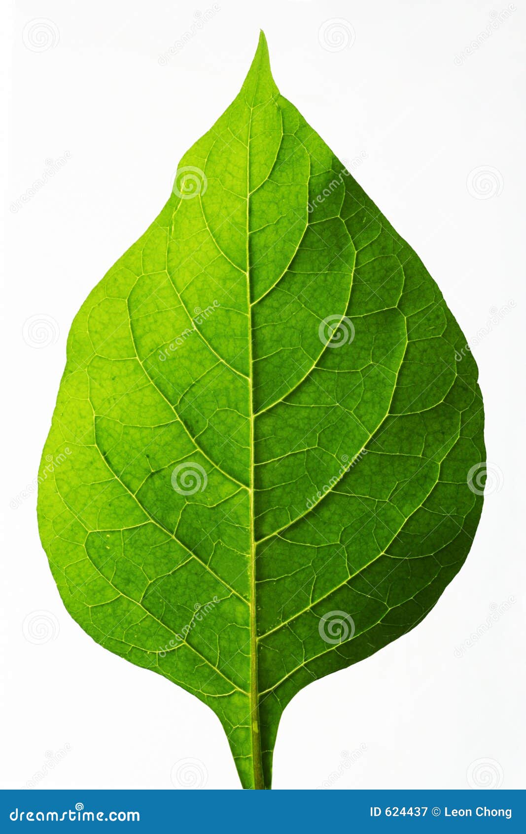 Hoja perfecta imagen de archivo. Imagen de hojea, perfecto - 624437