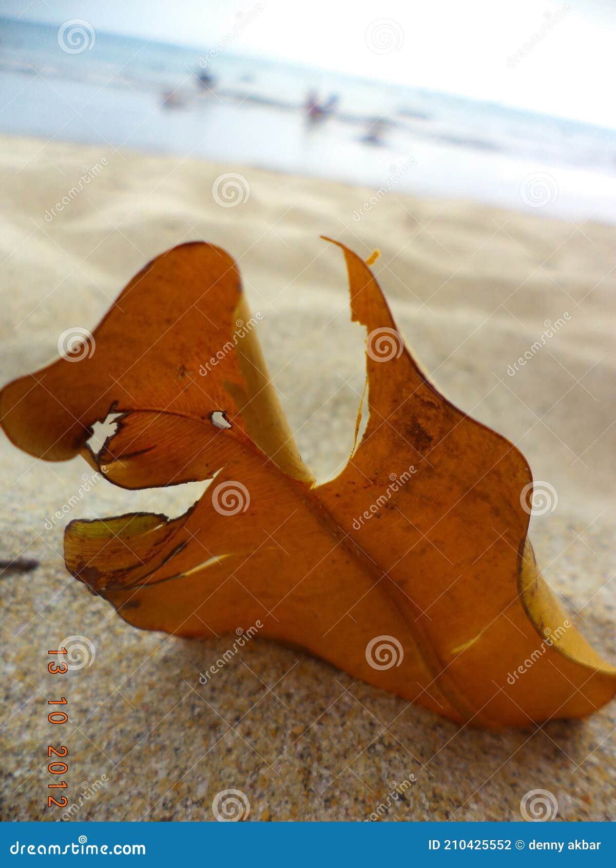 Hoja Podrida En Anyer Beach Indonesia Foto de archivo - Imagen de ...