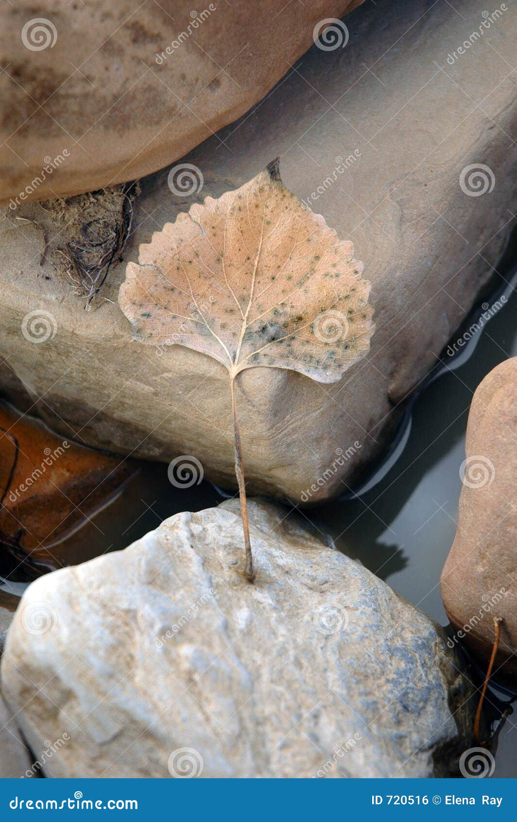 Hoja por el río foto de archivo. Imagen de exterior, rocas - 720516