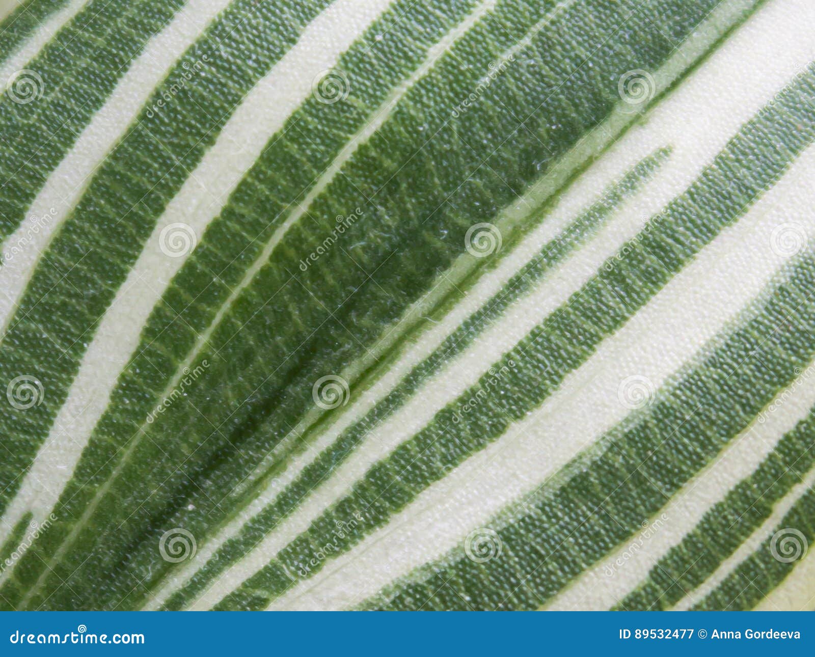 Hoja rayada del primer imagen de archivo. Imagen de modelo - 89532477