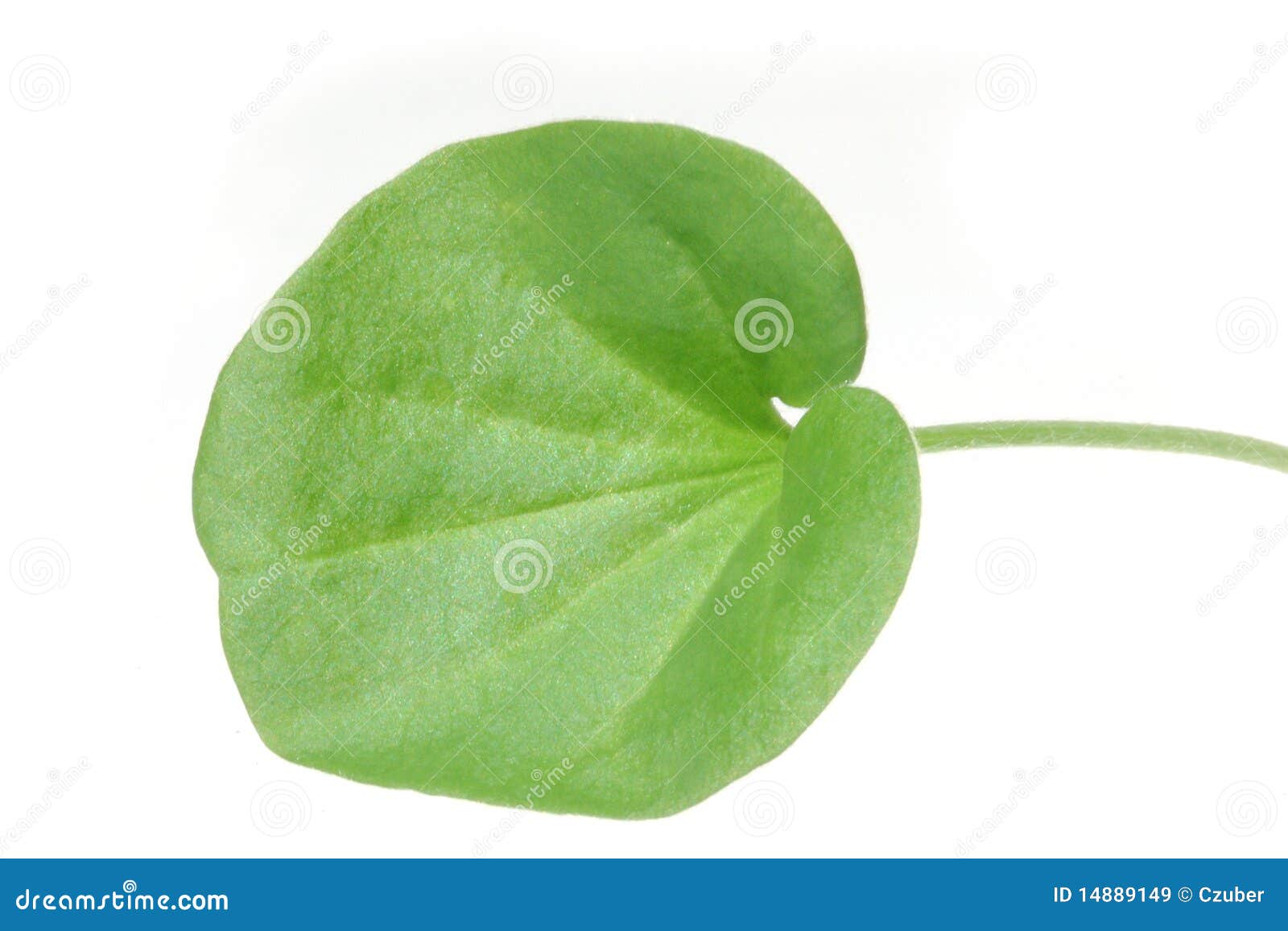 Hoja redonda imagen de archivo. Imagen de clorofila, fondo - 14889149
