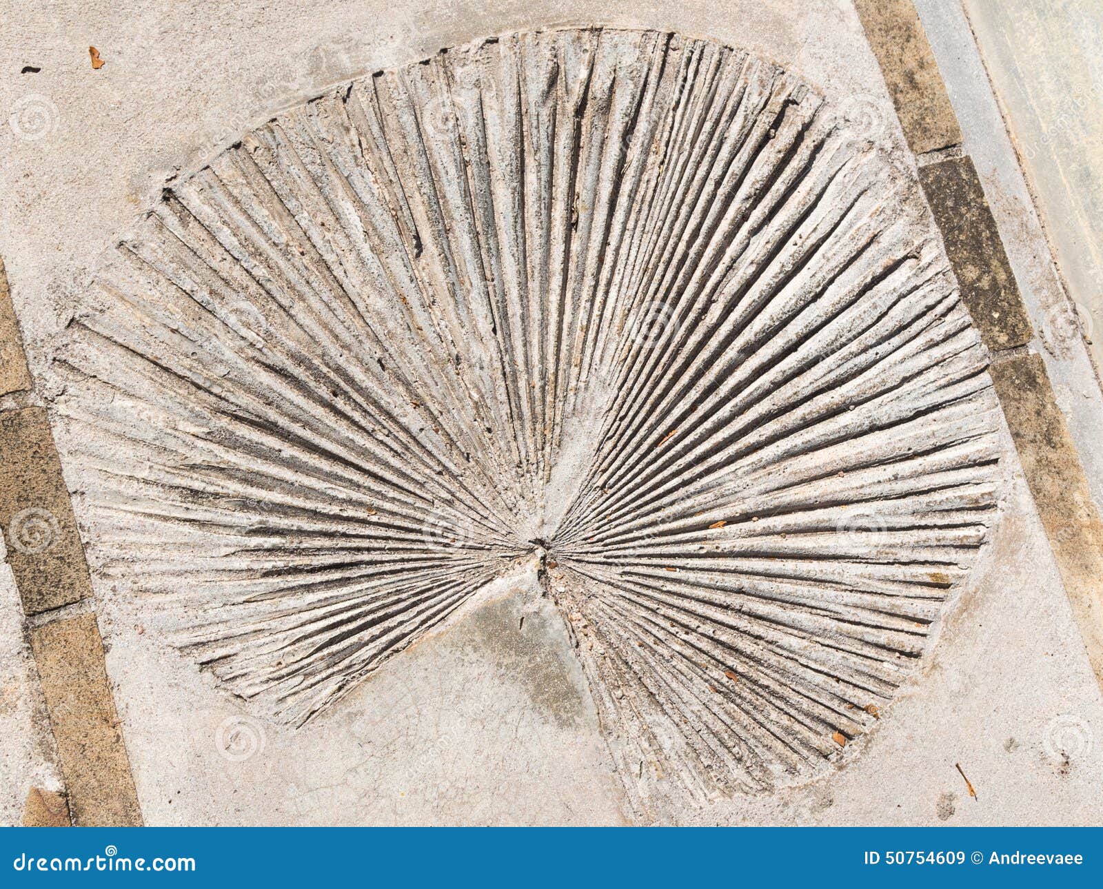 5,998 Hoja Redonda Fotos - Libres de Derechos y Gratuitas de Dreamstime