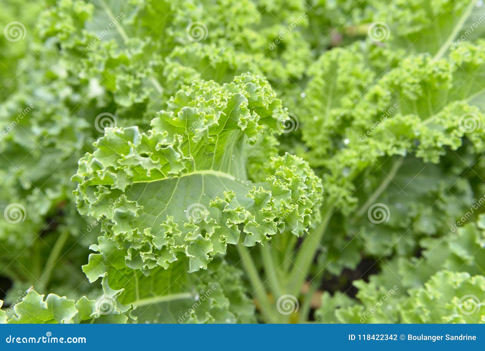 Hoja Rizada De Una Col De La Col Rizada Foto de archivo - Imagen de ...