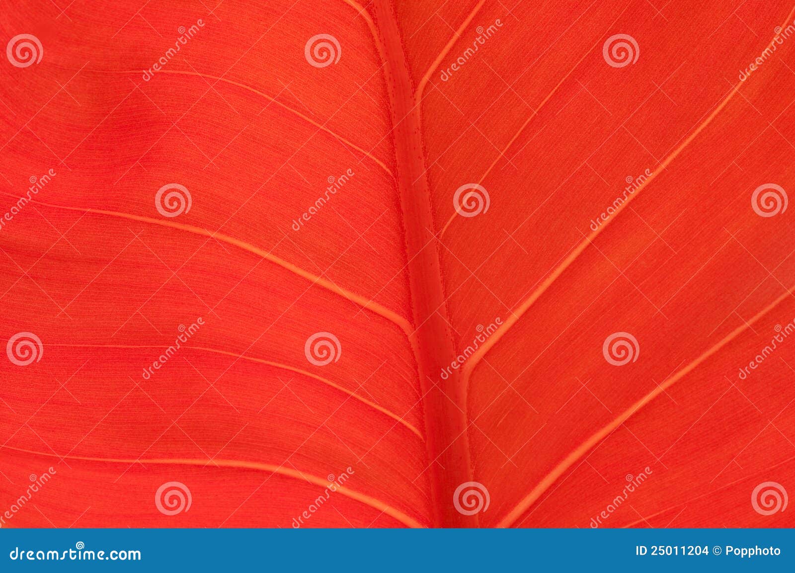 Hoja roja foto de archivo. Imagen de primer, anaranjado - 25011204