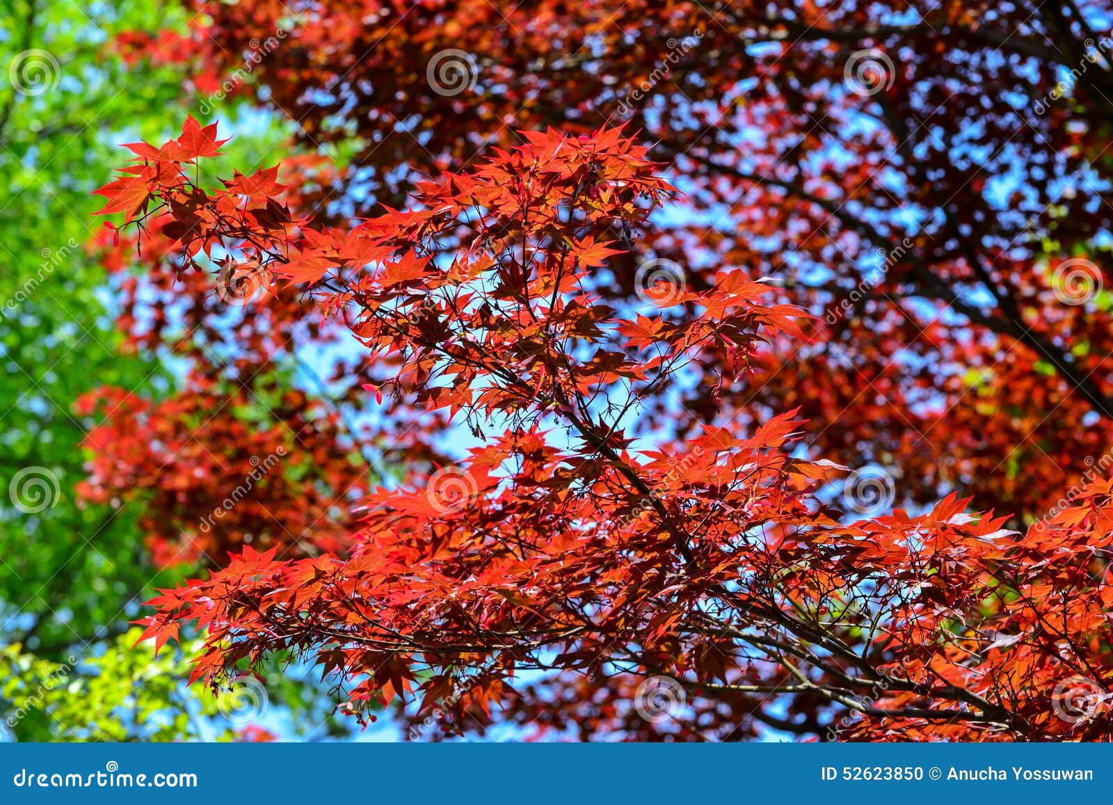 Hoja roja foto de archivo. Imagen de rojo, resorte, hoja - 52623850