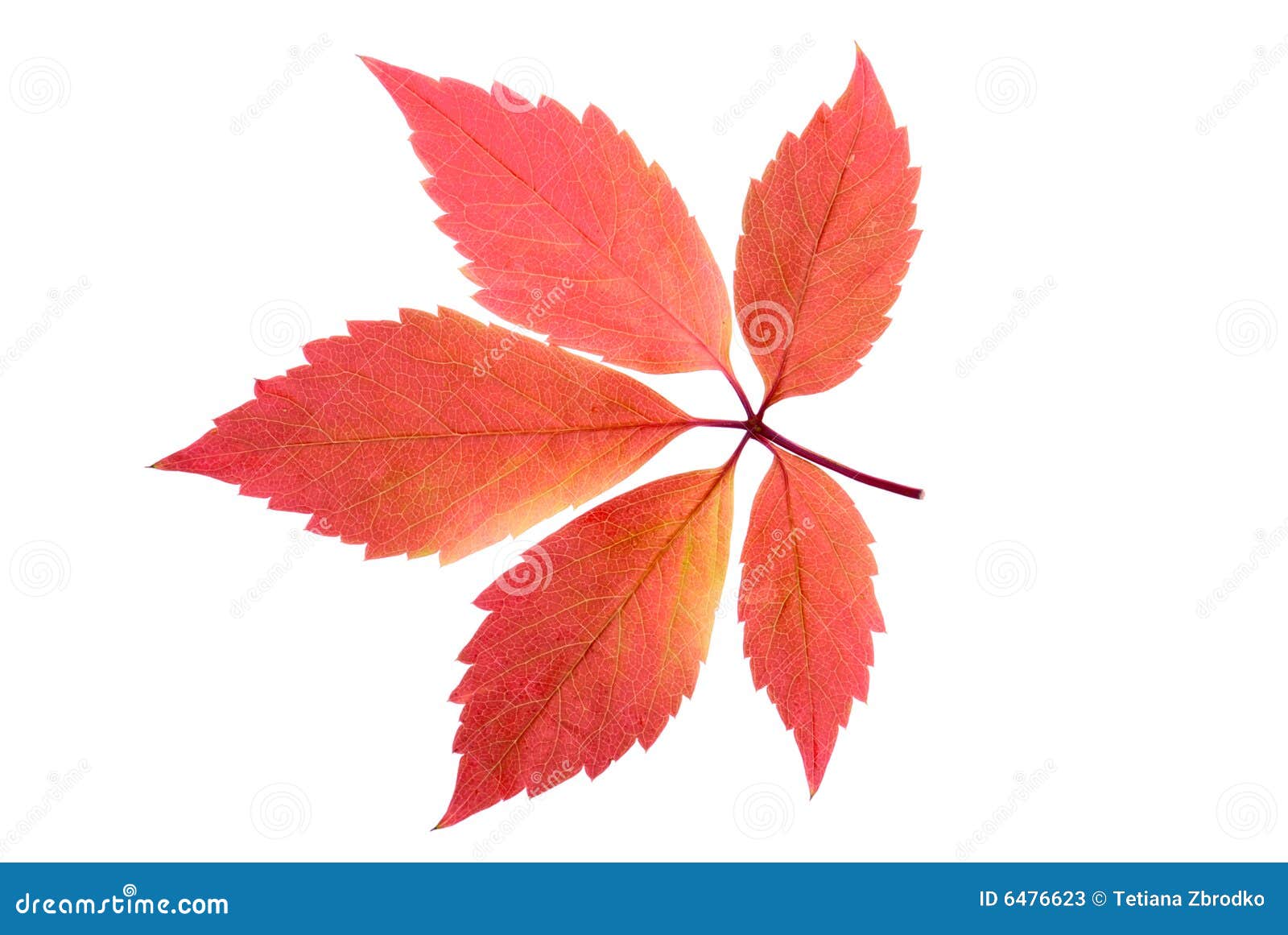 Hoja roja imagen de archivo. Imagen de follaje, planta - 6476623