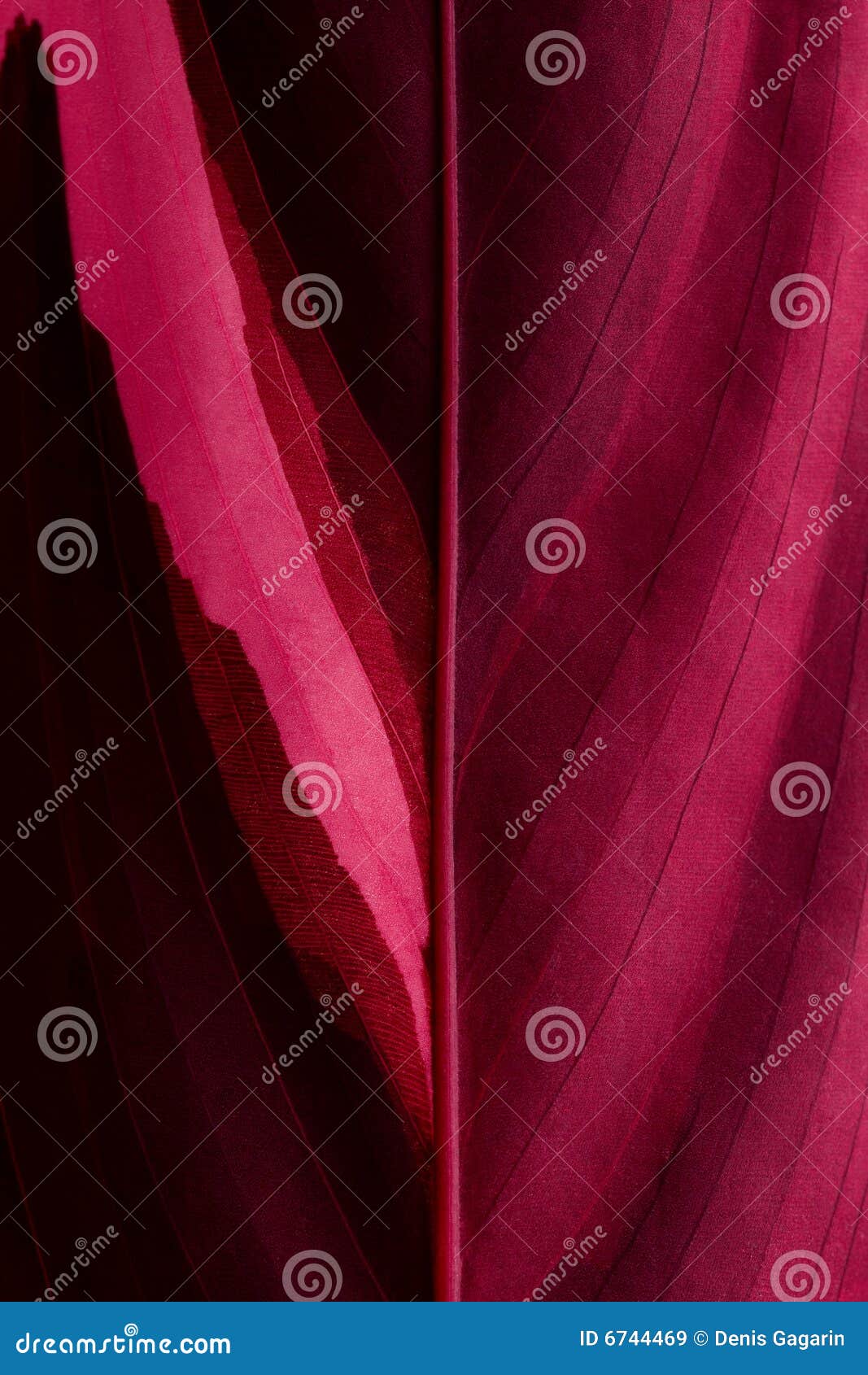 Hoja roja imagen de archivo. Imagen de follaje, hoja, extracto - 6744469