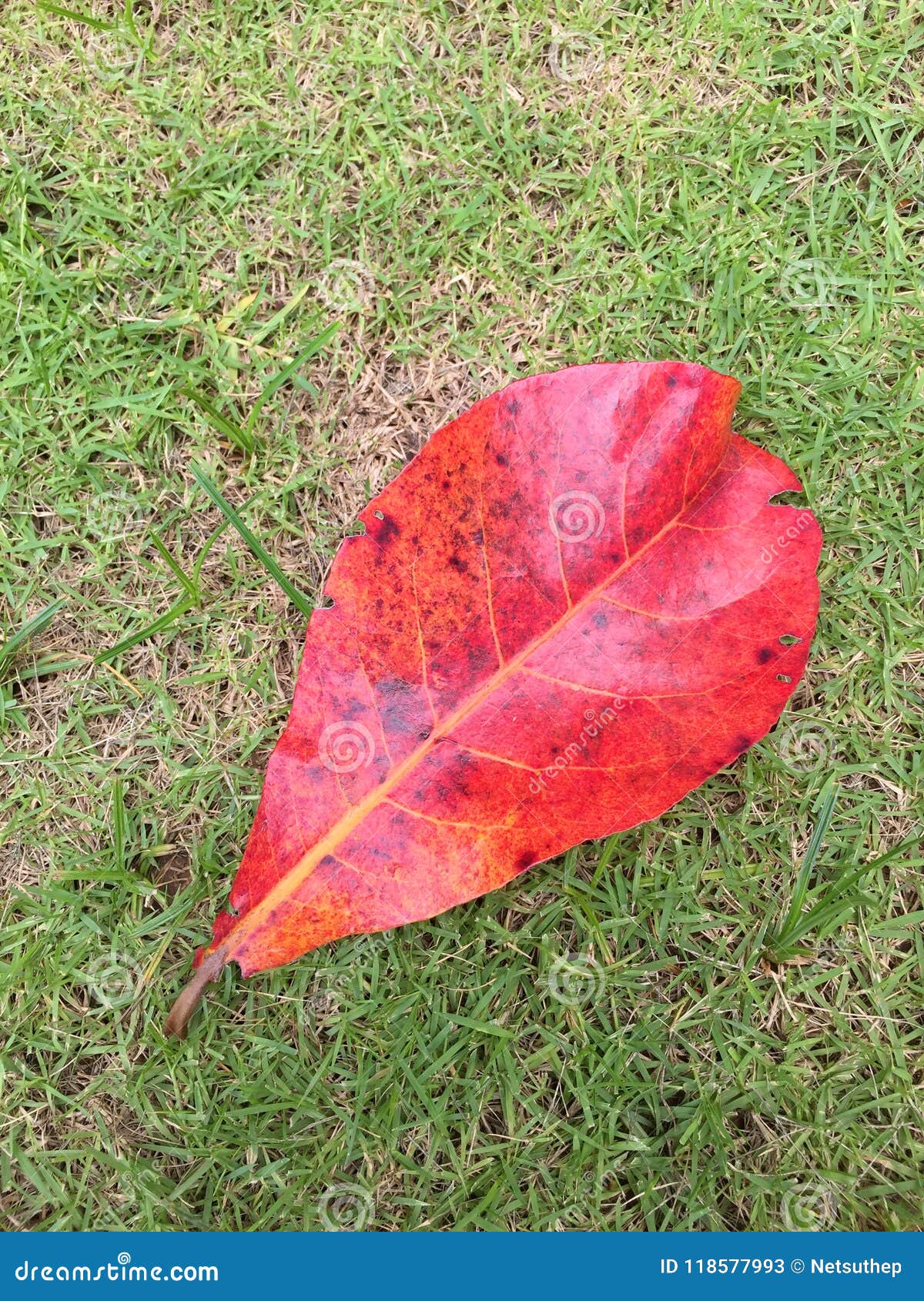 Hoja Roja De La Almendra India Imagen de archivo - Imagen de bengala ...