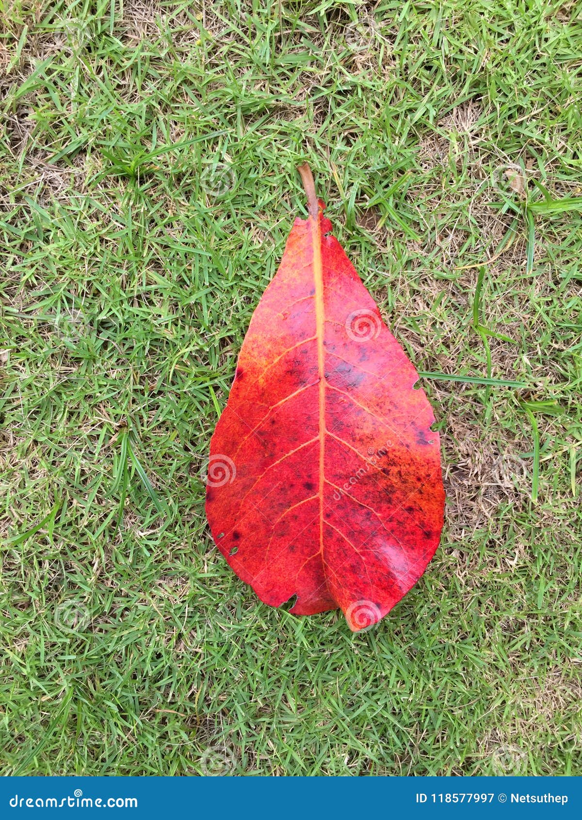 Hoja Roja De La Almendra India Imagen de archivo - Imagen de tropical ...