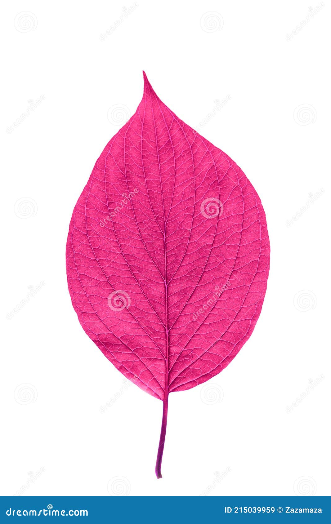 Hoja Rosa Con Textura Aislada Sobre Blanco Imagen de archivo - Imagen ...