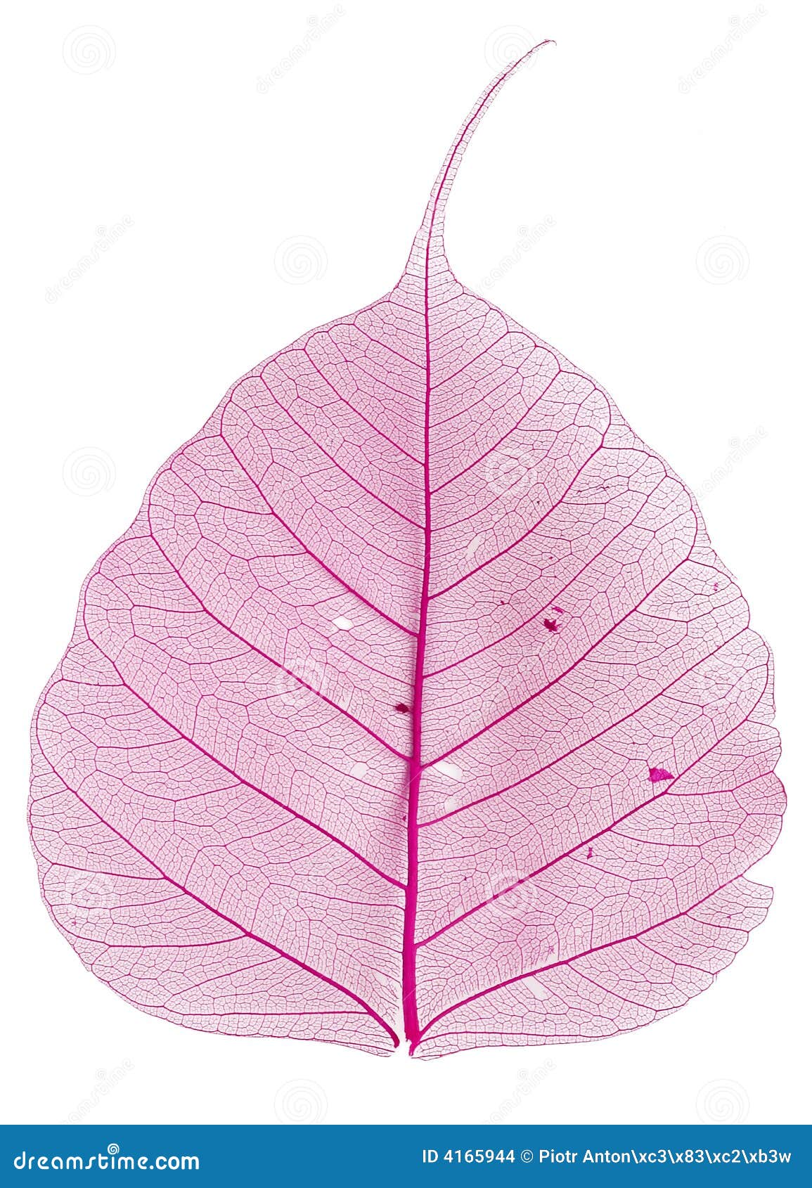 Hoja rosada foto de archivo. Imagen de leaved, corte, pétalo - 4165944