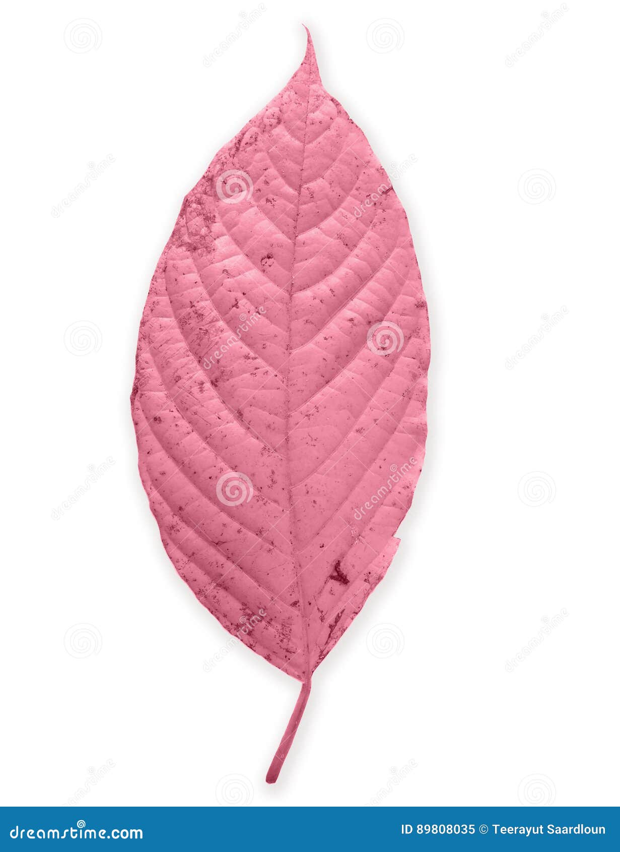 Hoja rosada aislada imagen de archivo. Imagen de fresco - 89808035