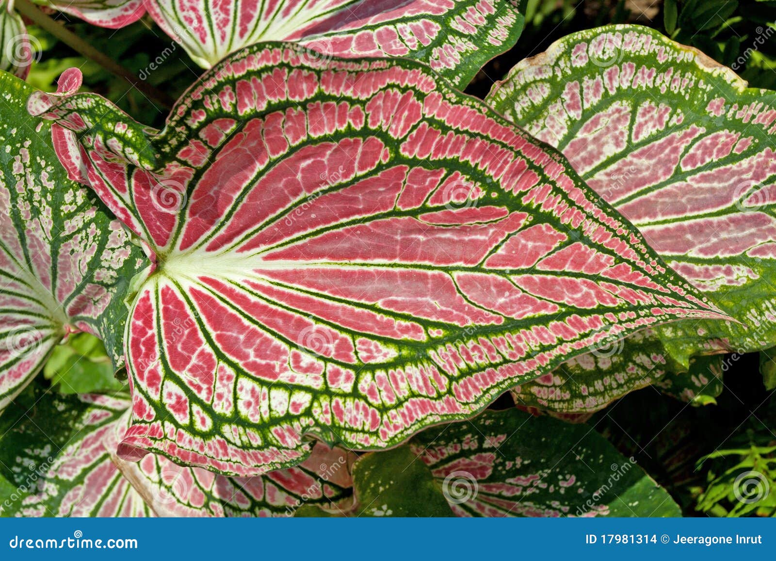 Hoja rosada del color foto de archivo. Imagen de crecimiento - 17981314