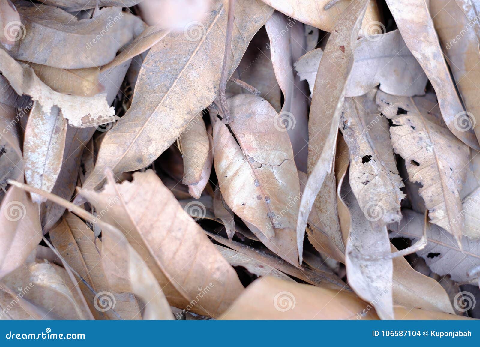 Hoja seca foto de archivo. Imagen de hermoso, color - 106587104
